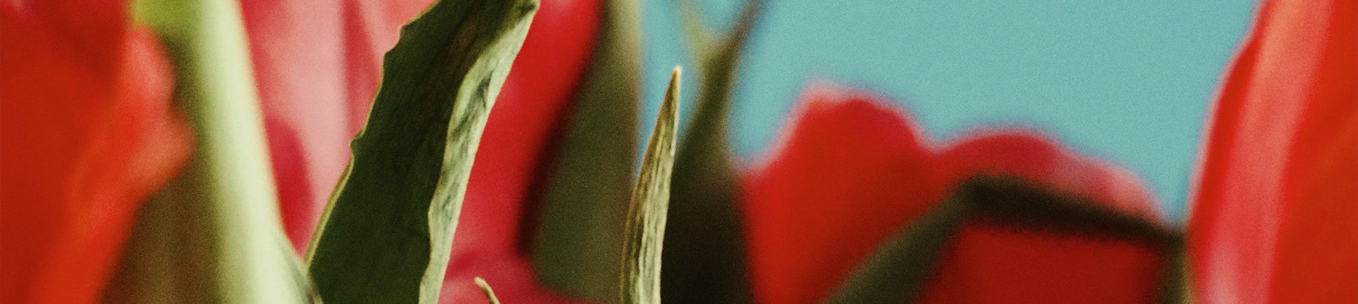 WAKE UP DISCOVERY SET – Maison Matine - Site US